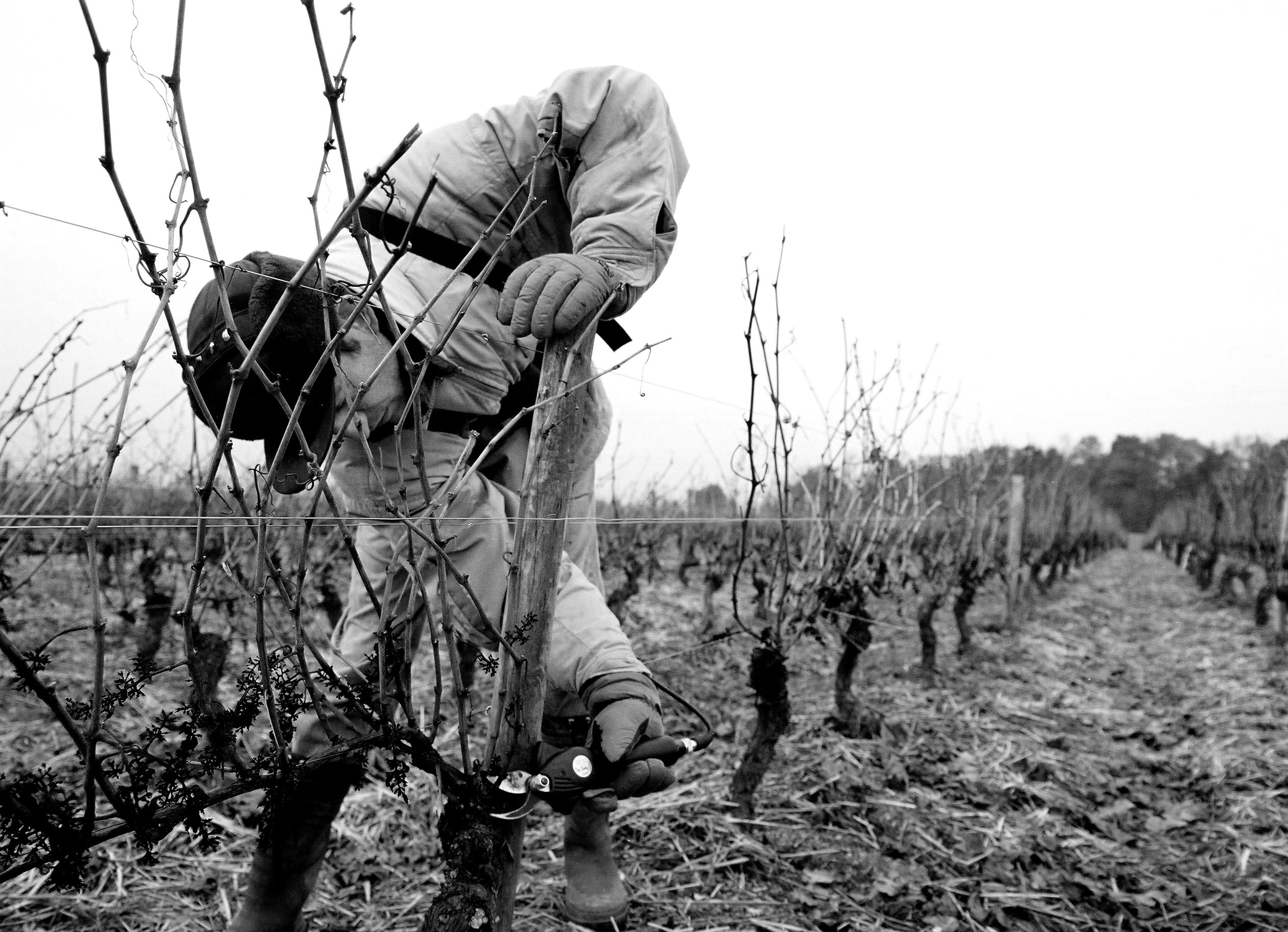 Les cuvées Claude Lafond - Domaine Claude Lafond